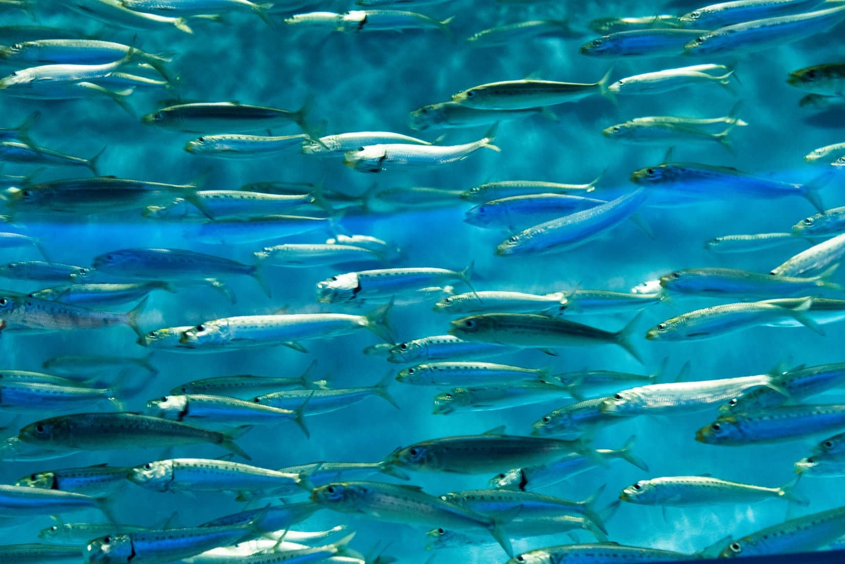 Poissons, coquillages et crustacés à découvrir dans l'océan Atlantique