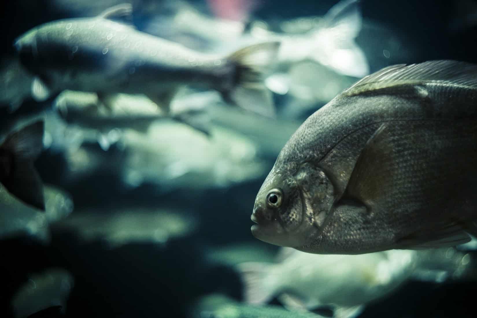 Poissons, coquillages et crustacés à découvrir dans l'océan Atlantique