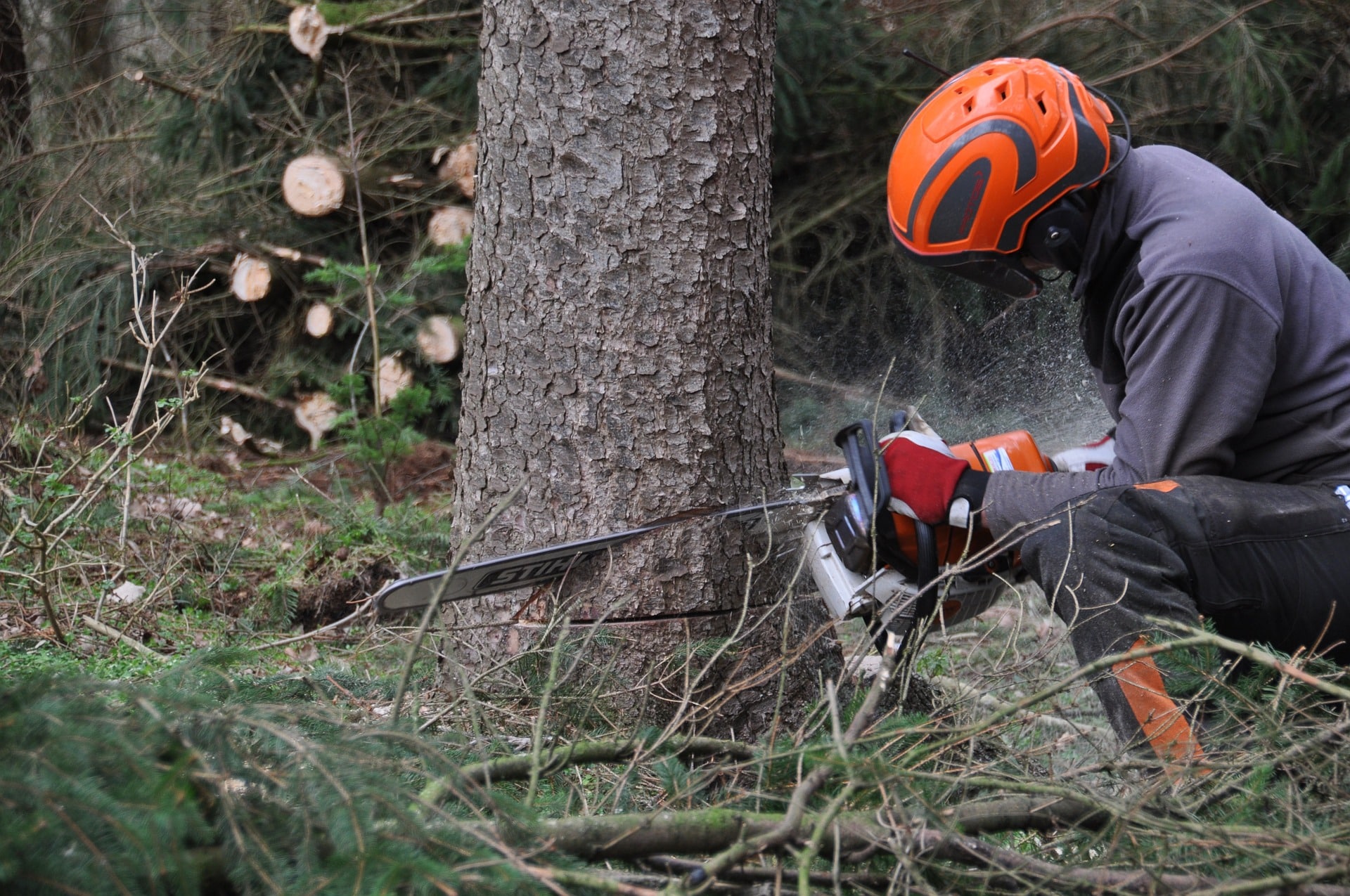 Les 5 étapes pour couper un arbre avec une tronçonneuse